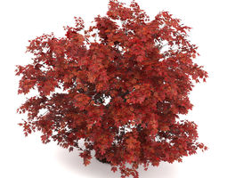 Japanese tree 3D Models | CGTrader