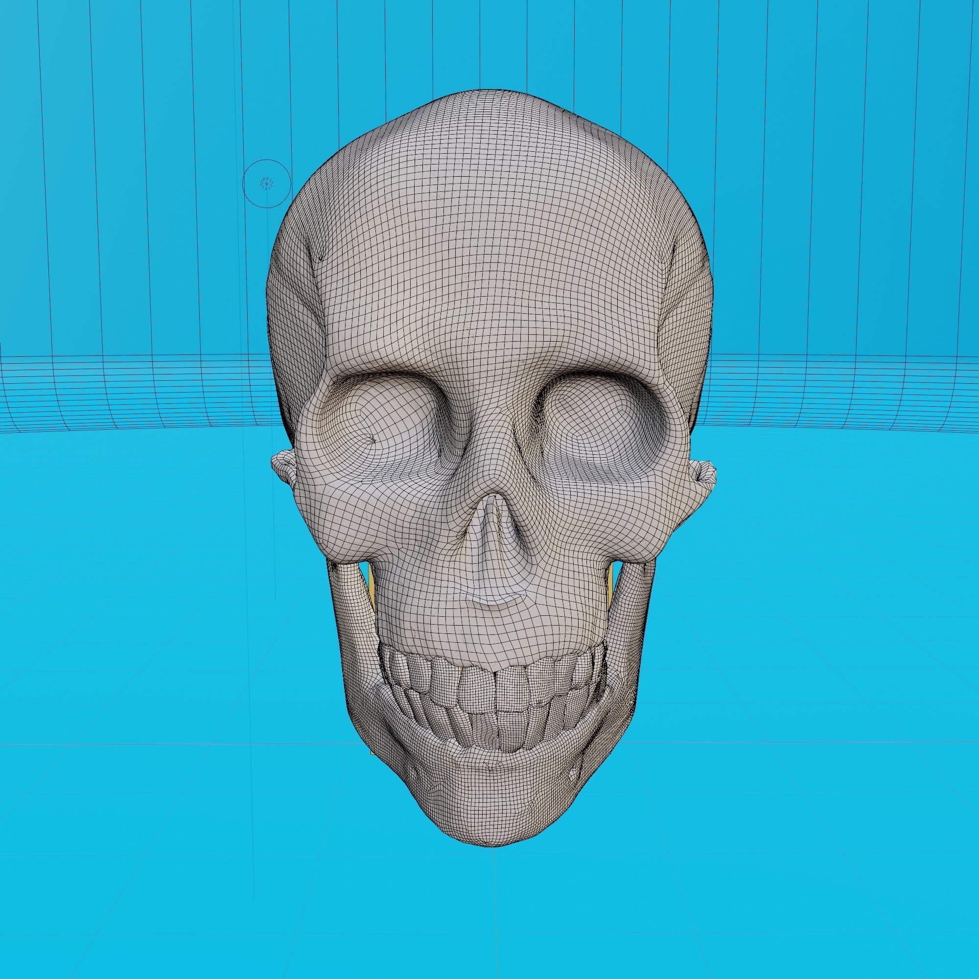 3D model of a human skull free 3D model | CGTrader