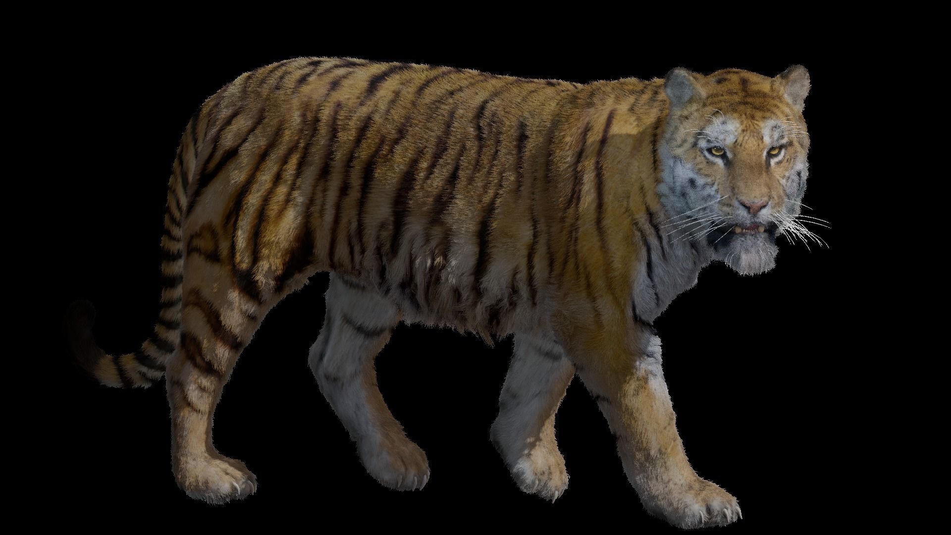 Realistic Tiger Rigged and Animated model- Blender 3D model animated ...