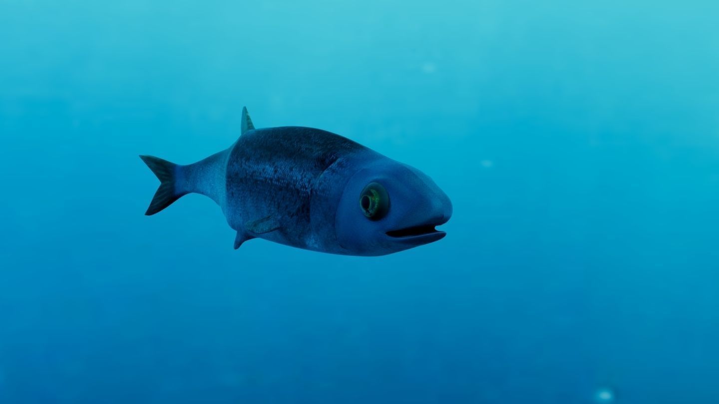 3D model Realistic Anchovy VR / AR / low-poly | CGTrader