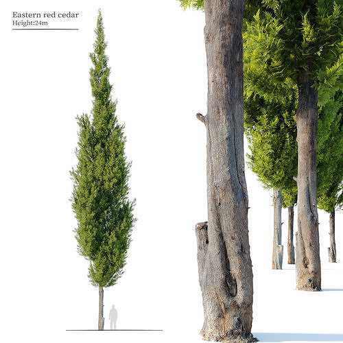 Eastern red cedar 3D model | CGTrader