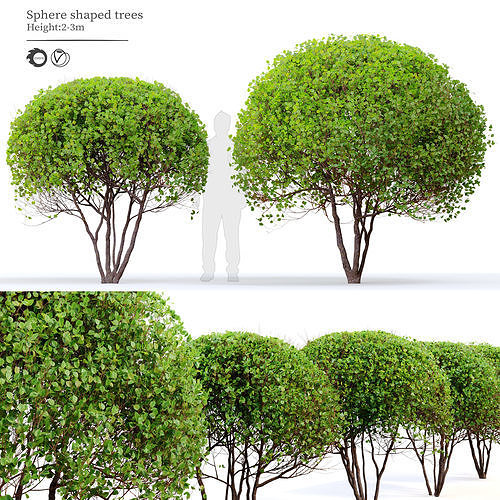 Sphere shaped trees 3D model | CGTrader