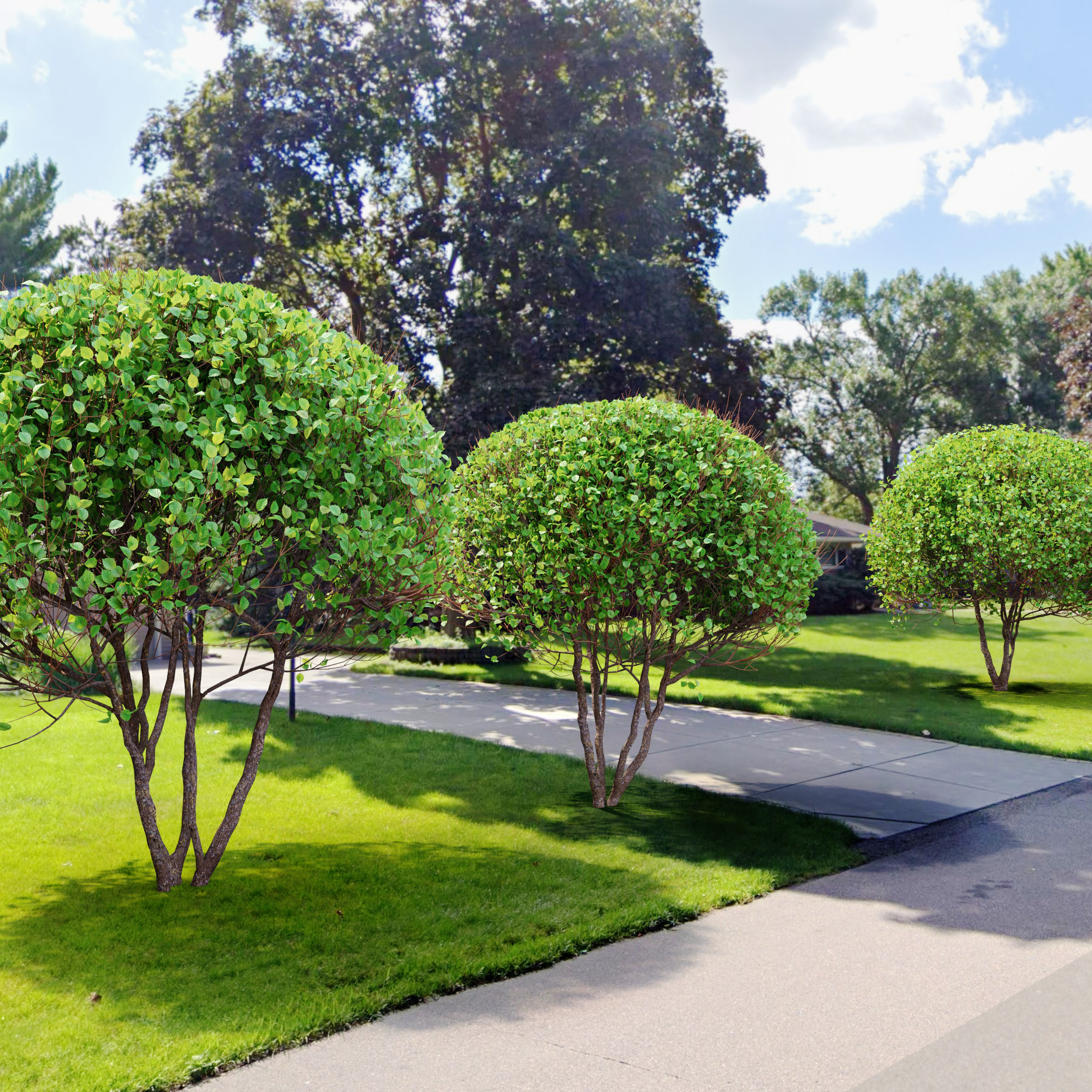 Sphere shaped trees 3D model | CGTrader