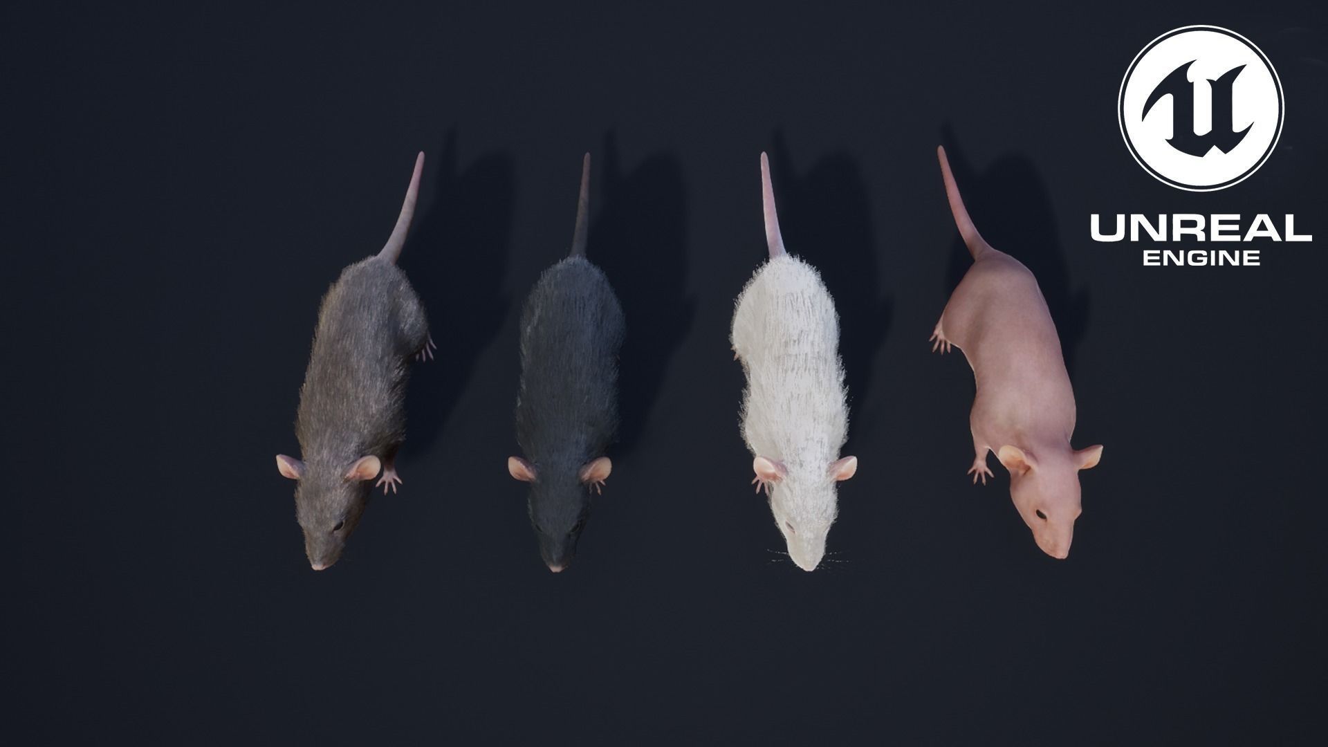 3D model Mouse rat VR / AR / low-poly rigged animated | CGTrader