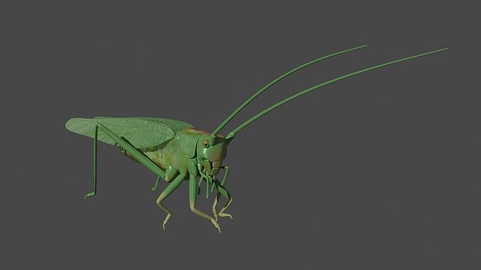 3D model Bush cricket VR / AR / low-poly | CGTrader