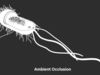 Prokaryotic Bacterial Cell Anatomy 3D model | CGTrader