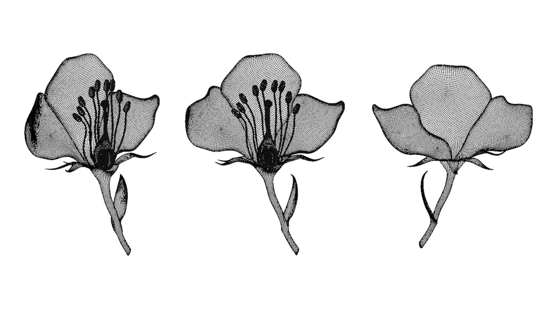 Parts Of A Flower Cross Section 3D model | CGTrader