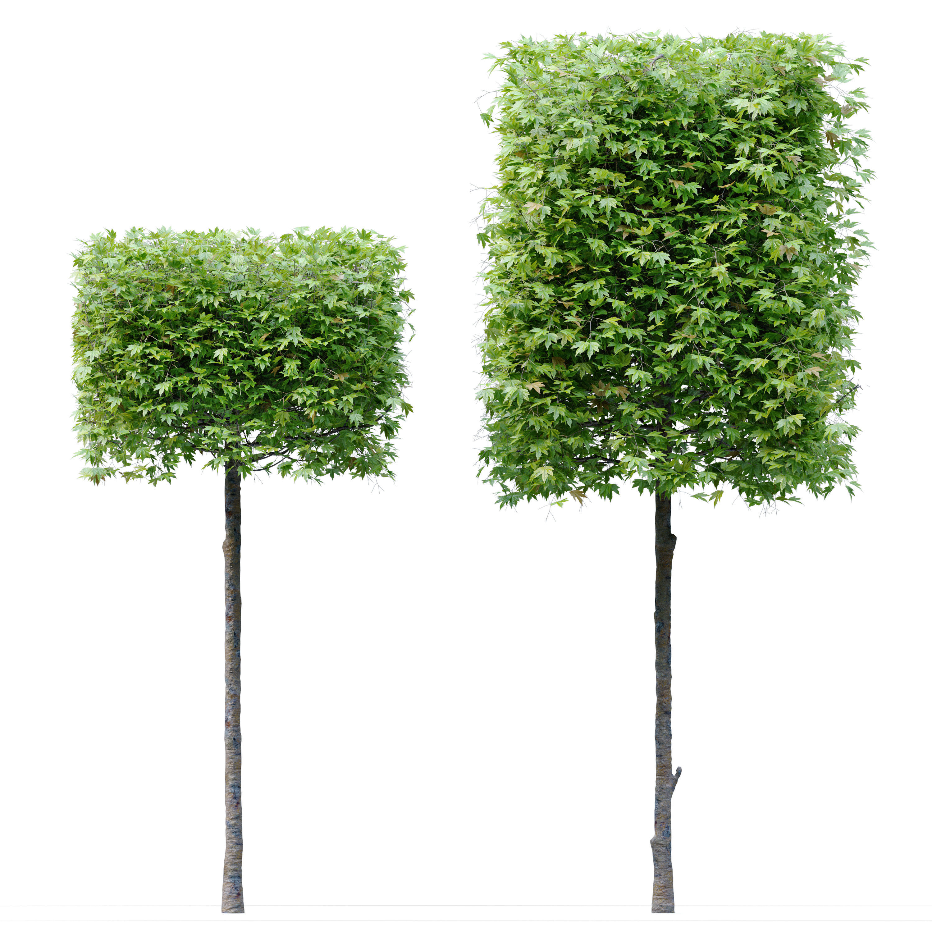 Boxhead trees set 3D model | CGTrader