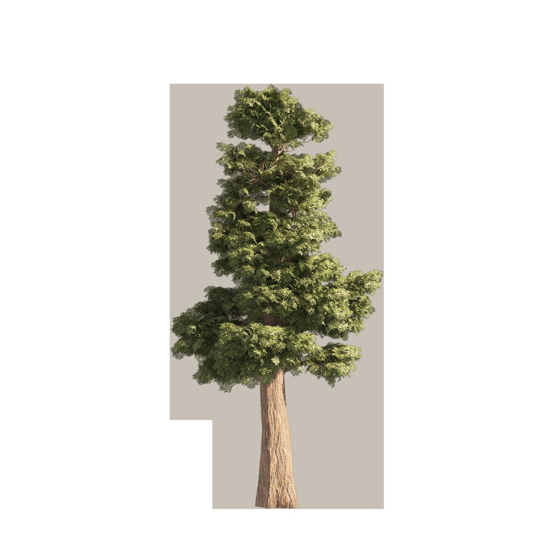 Small Redwoods trees 3D model | CGTrader