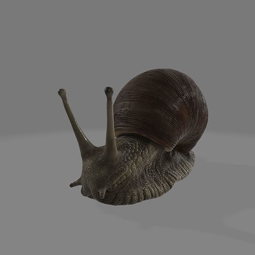 high detailed snail 3D model | CGTrader