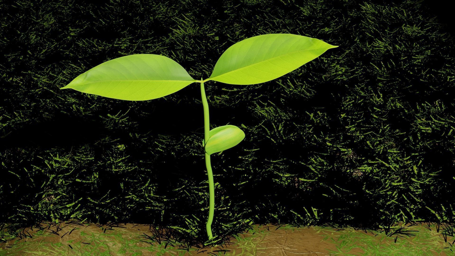 Plant sprout growing process 3D model | CGTrader