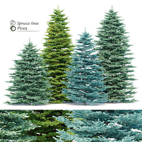 Spruce trees set 3D model | CGTrader