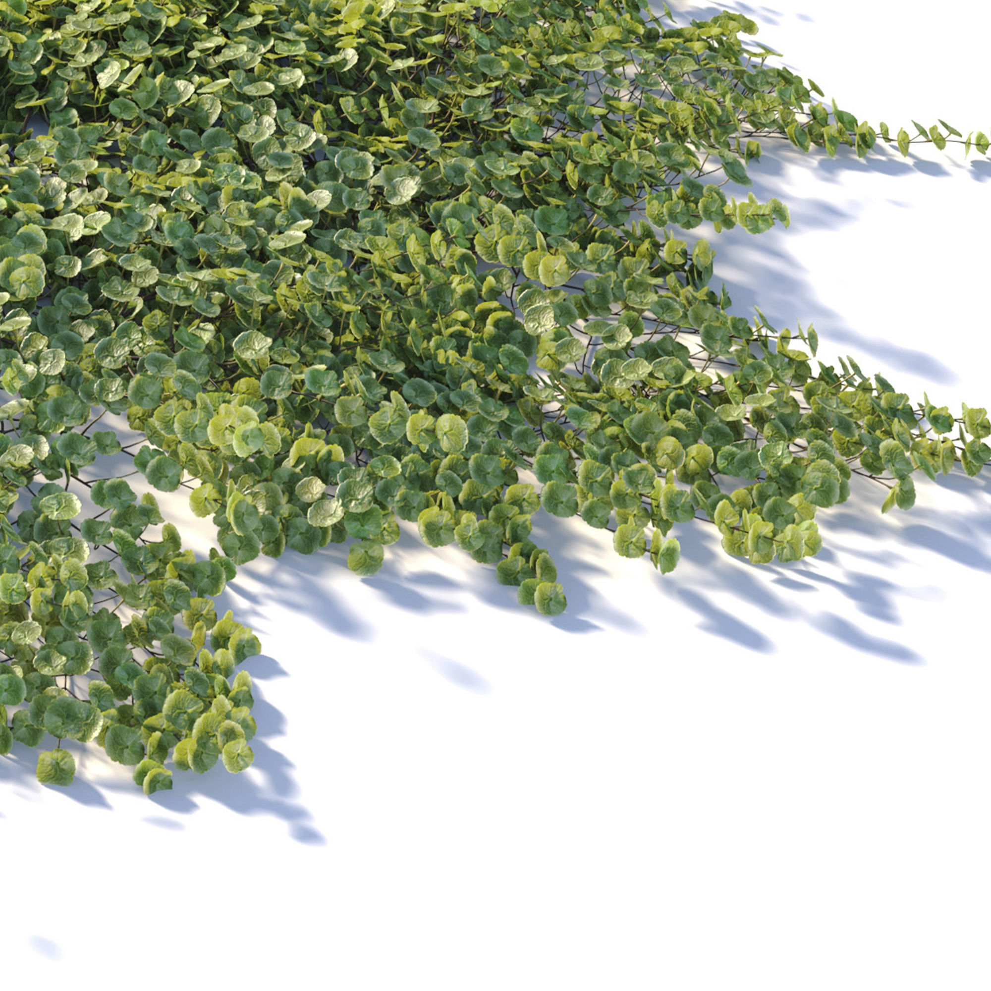 Wild creeper plant 3D model | CGTrader