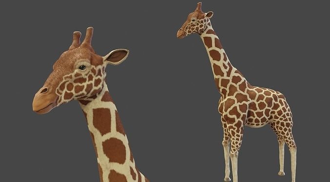 3D model giraffe VR / AR / low-poly | CGTrader