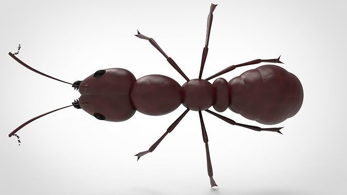 An Ant 3D model | CGTrader