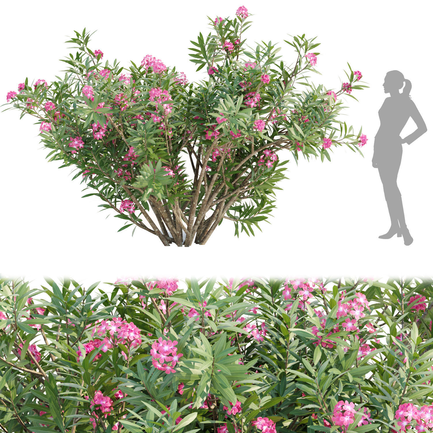 Nerium oleander collection vol 112 3D model | CGTrader