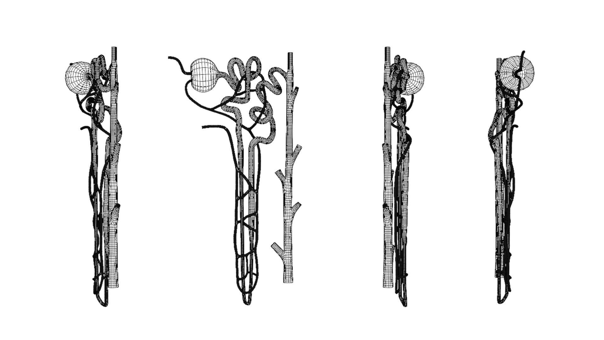 Kidney Nephron Structure Anatomy 3D model | CGTrader
