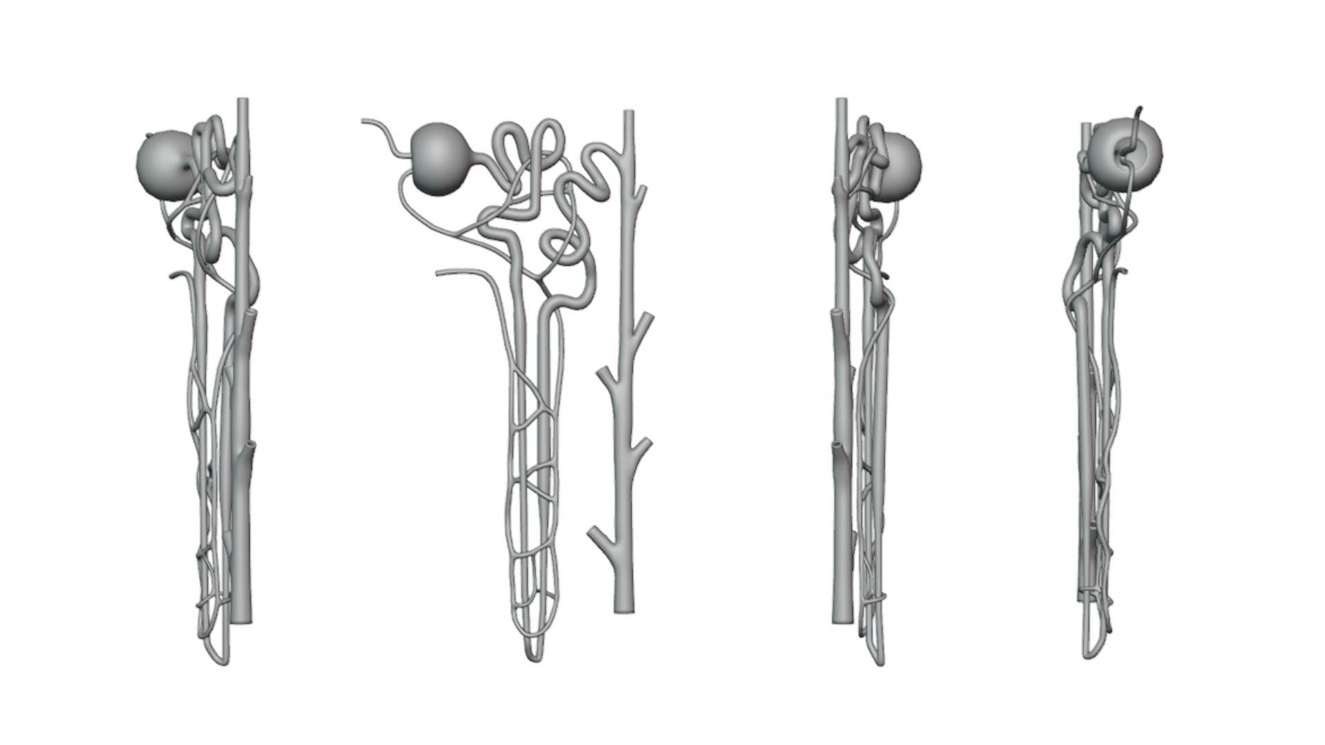 Kidney Nephron Structure Anatomy 3D model | CGTrader