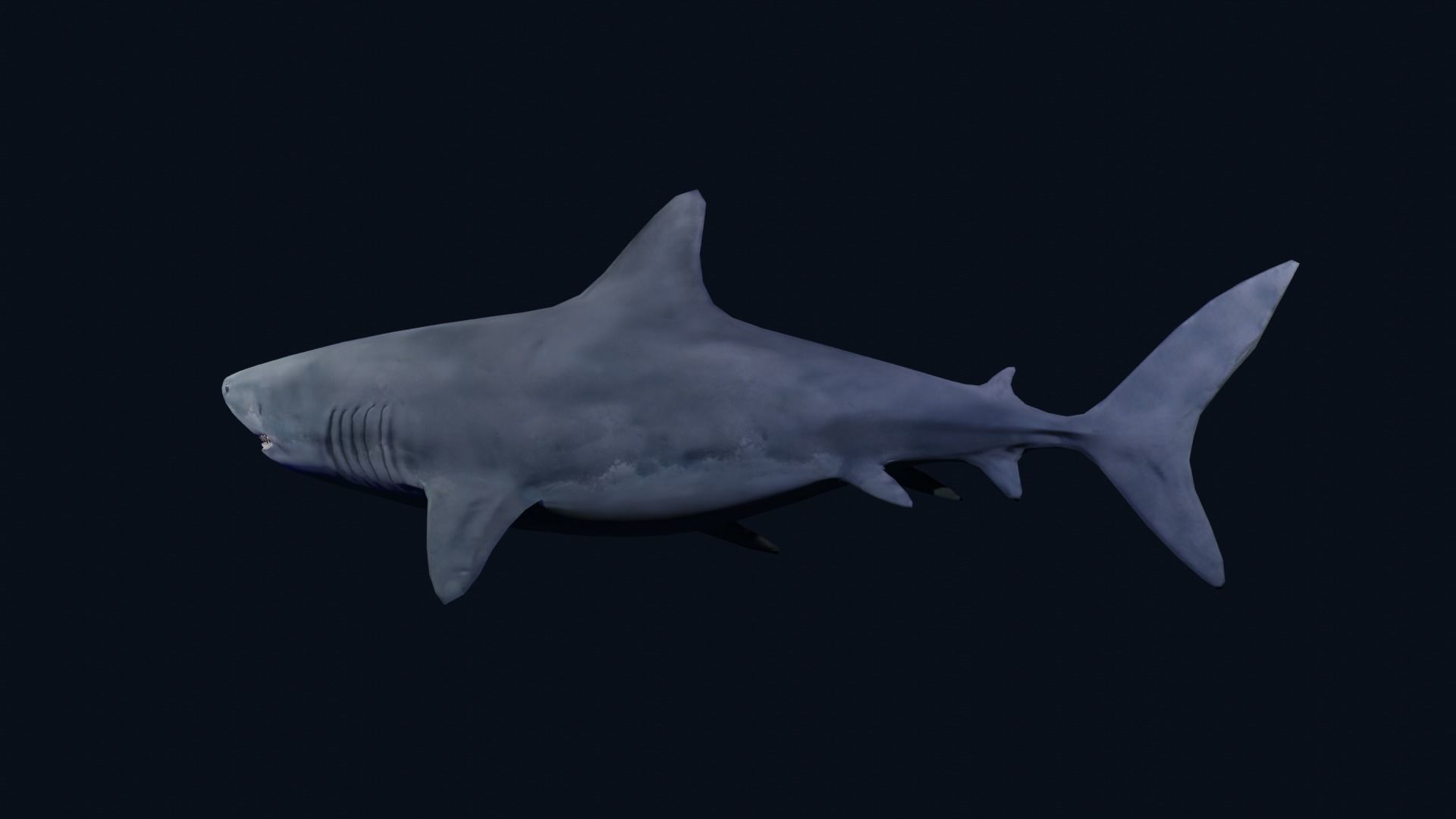 3D model White Shark VR / AR / low-poly | CGTrader