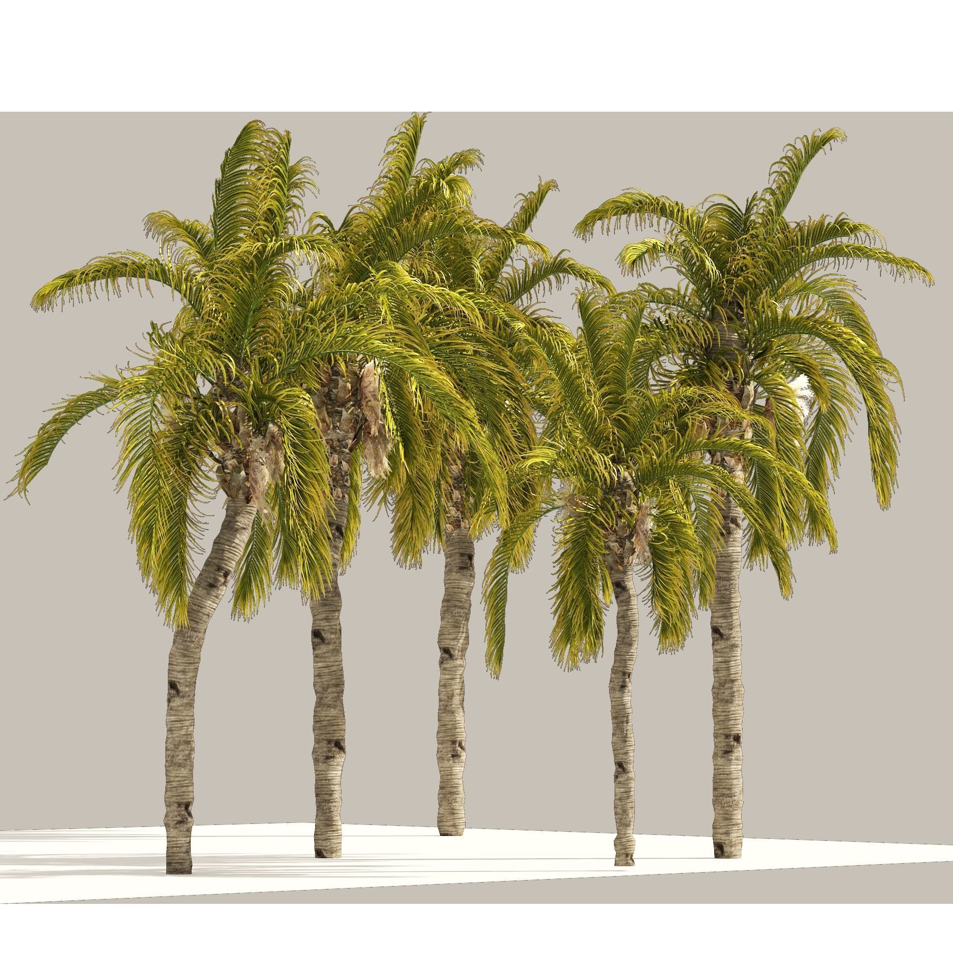 5 Queen Palm Trees 3D model | CGTrader