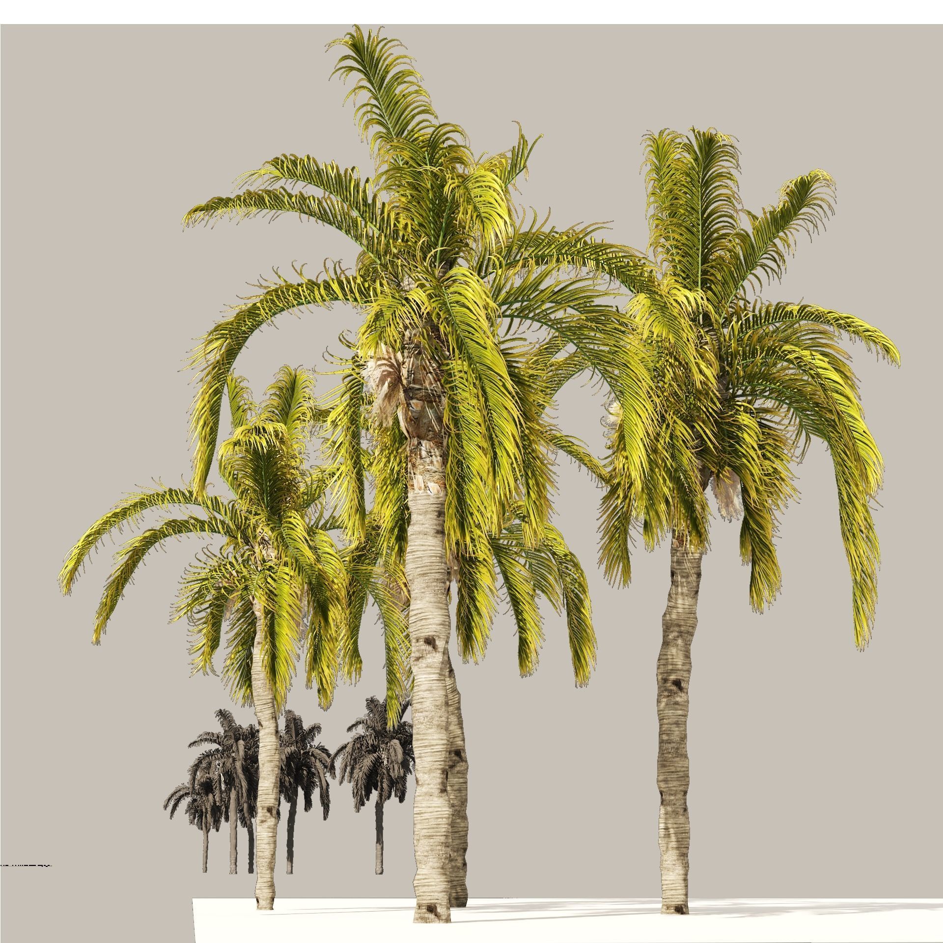 5 Queen Palm Trees 3D model | CGTrader