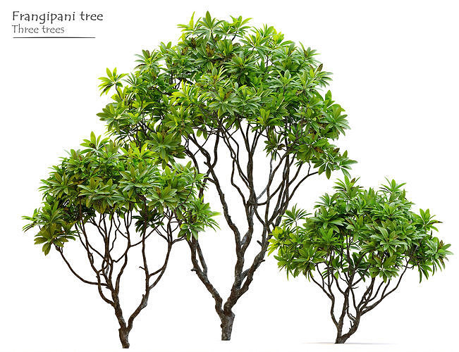 Frangipani tree 3D model | CGTrader