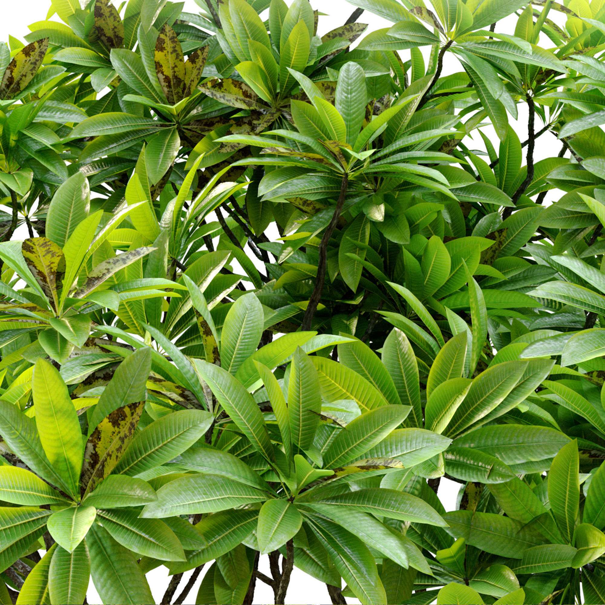 Frangipani tree 3D model | CGTrader