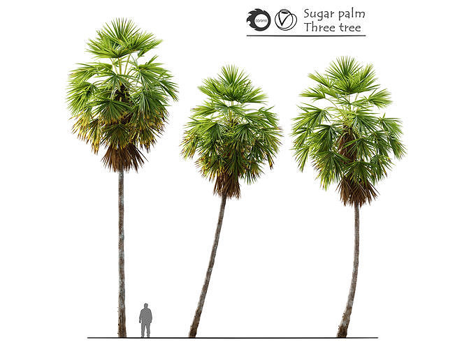 Sugar palm 3D model | CGTrader