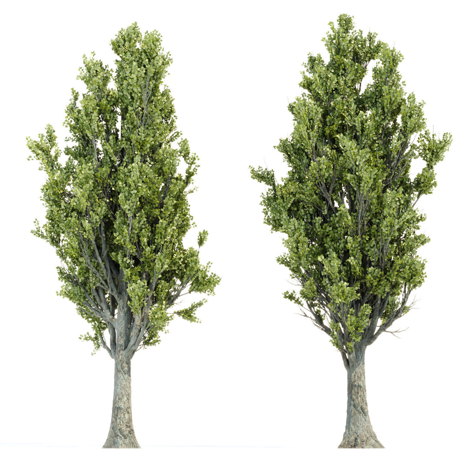 Poplar populus trees vol 116 3D model | CGTrader