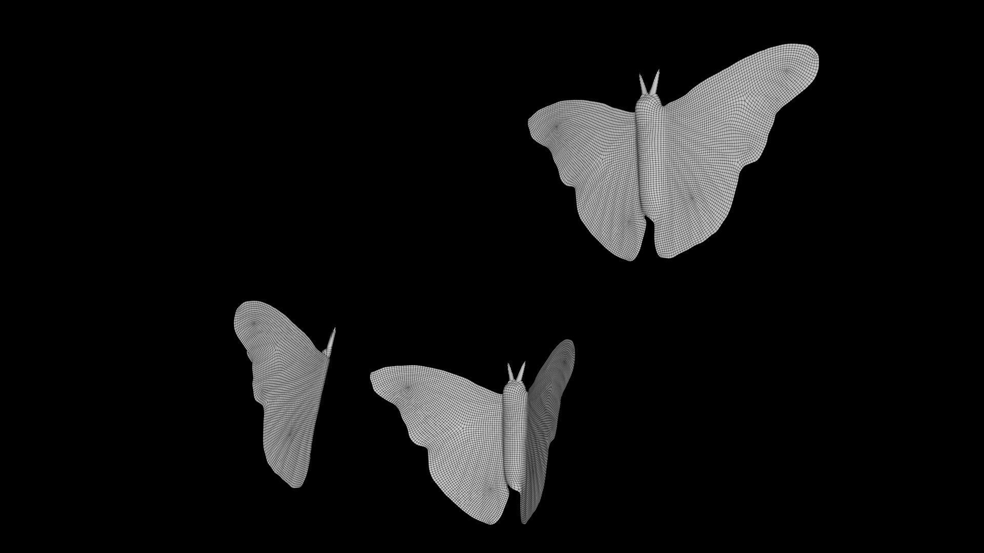 Butterfly obj and texture 3D model | CGTrader