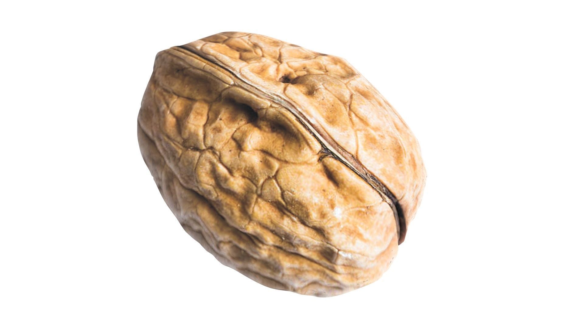 Walnut Shell 3D model | CGTrader