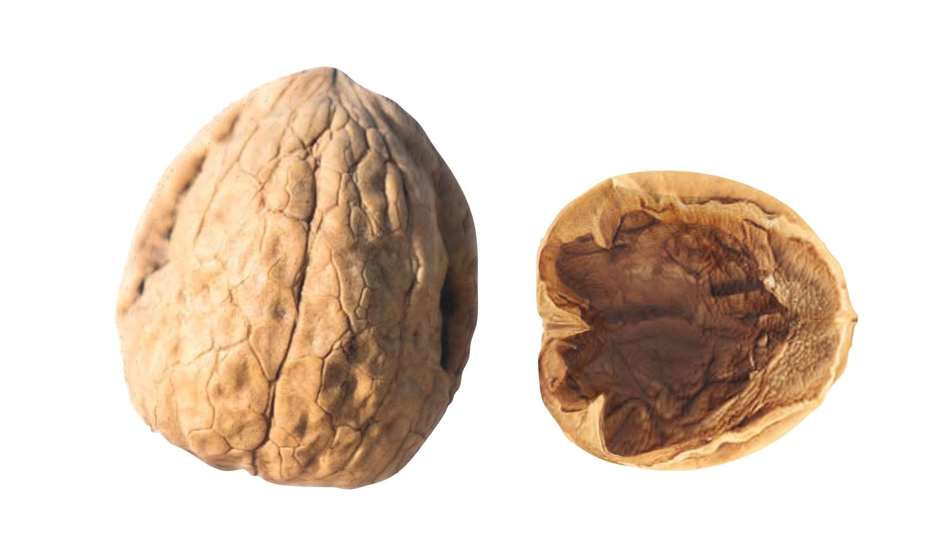 Walnut 3D model | CGTrader