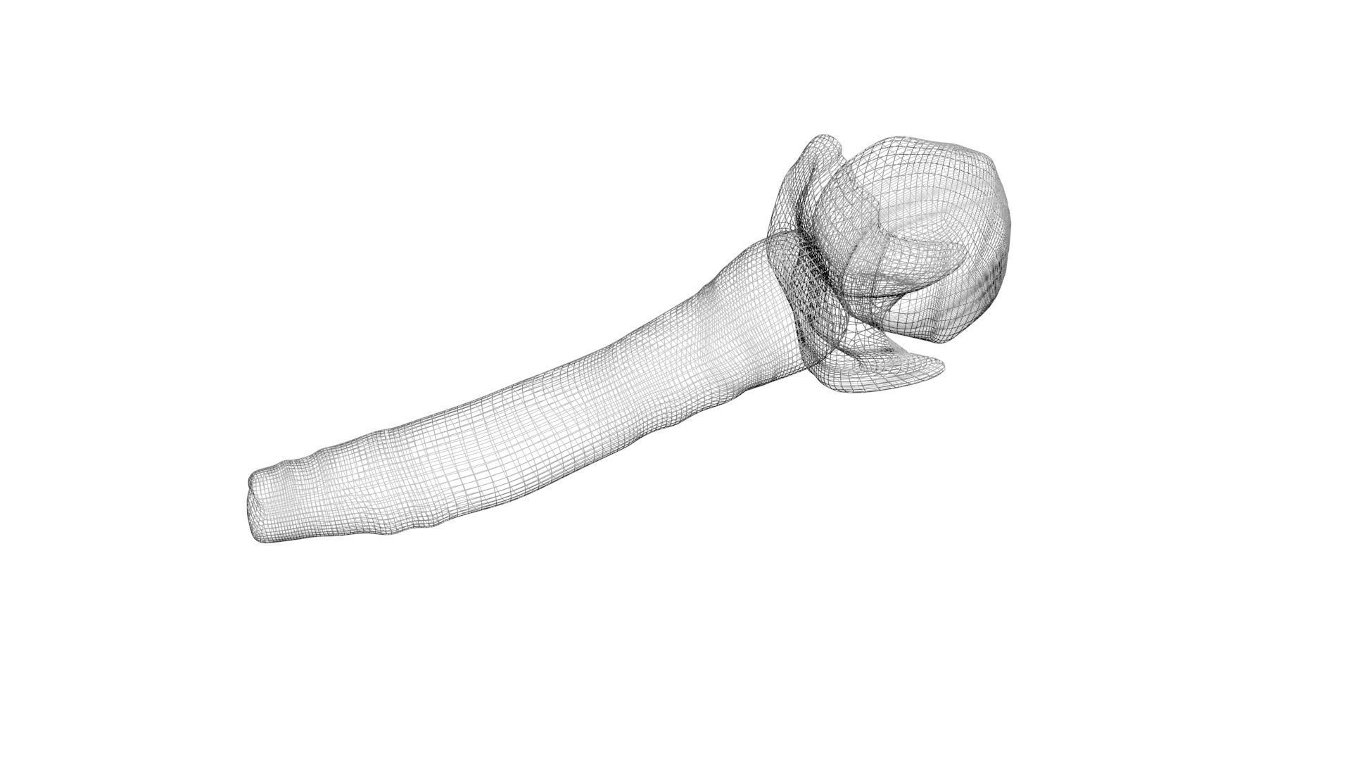 Clove 3D model | CGTrader