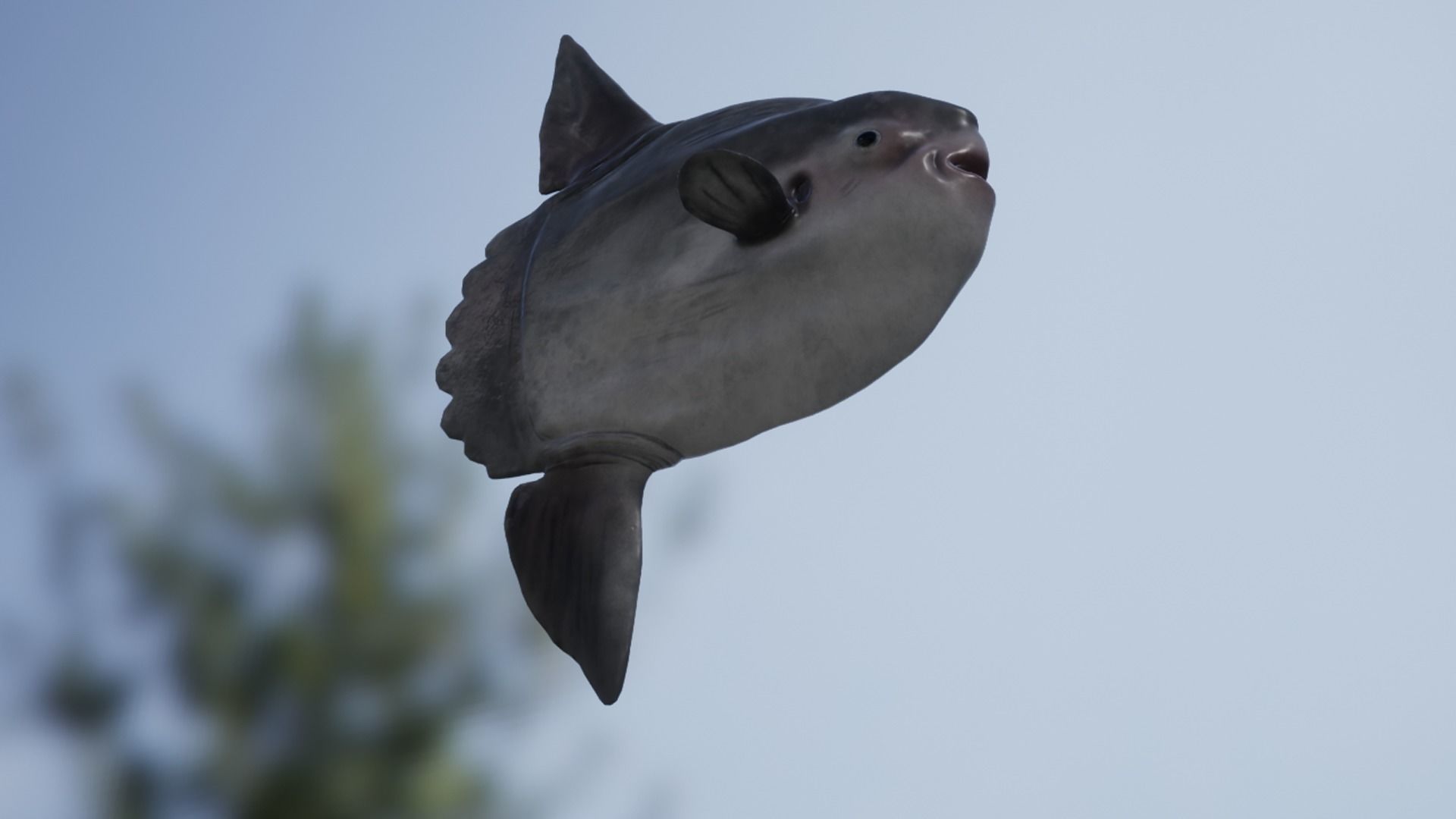 3D model Sunfish VR / AR / low-poly | CGTrader