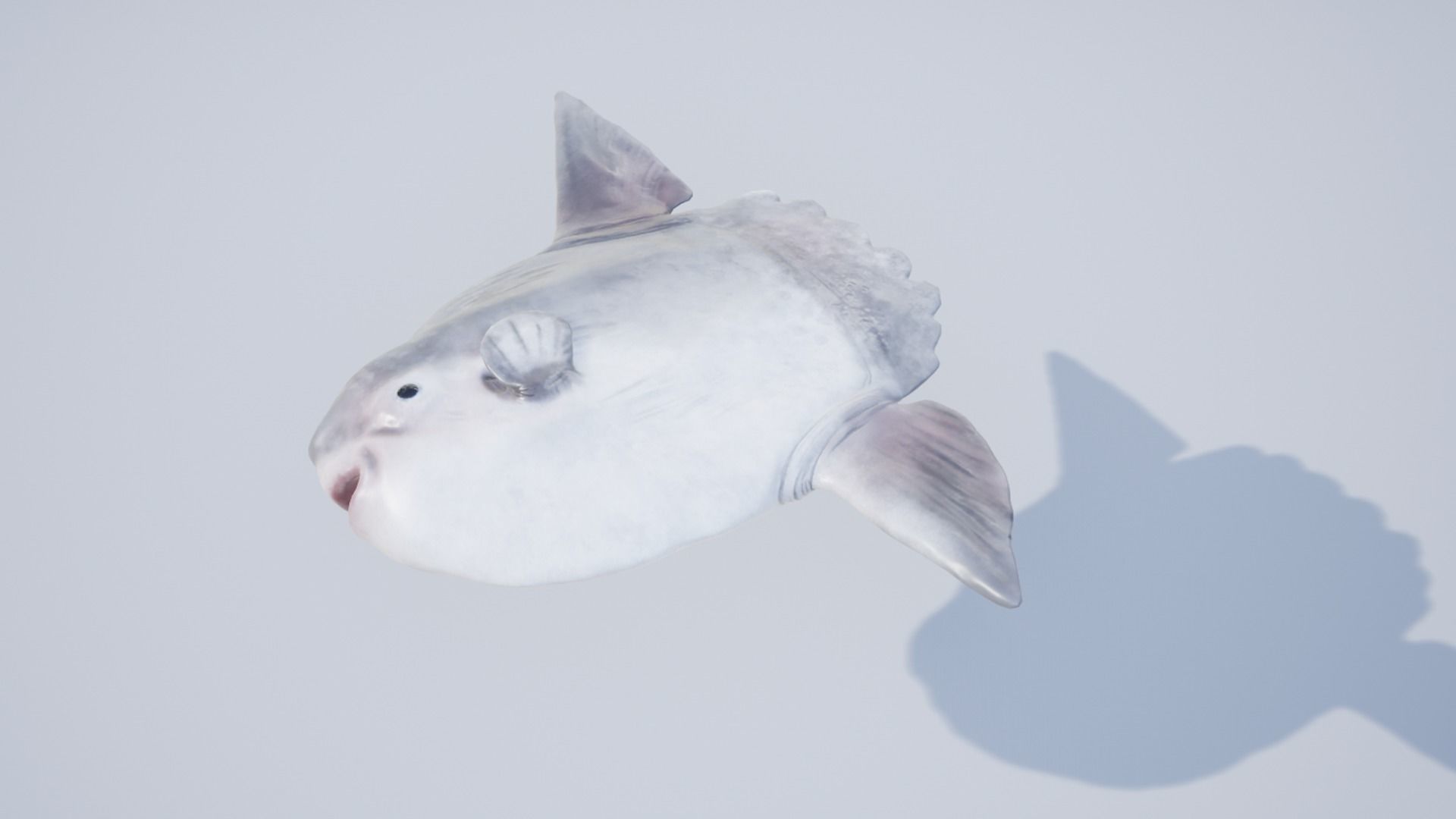 3D model Sunfish VR / AR / low-poly | CGTrader