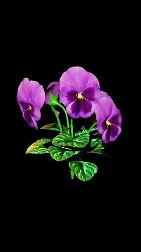 3D model violet flower VR / AR / low-poly | CGTrader