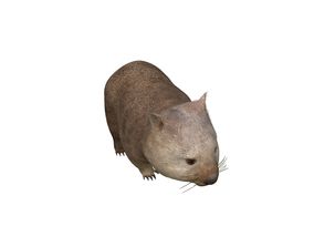 Wombat 3D Models | CGTrader