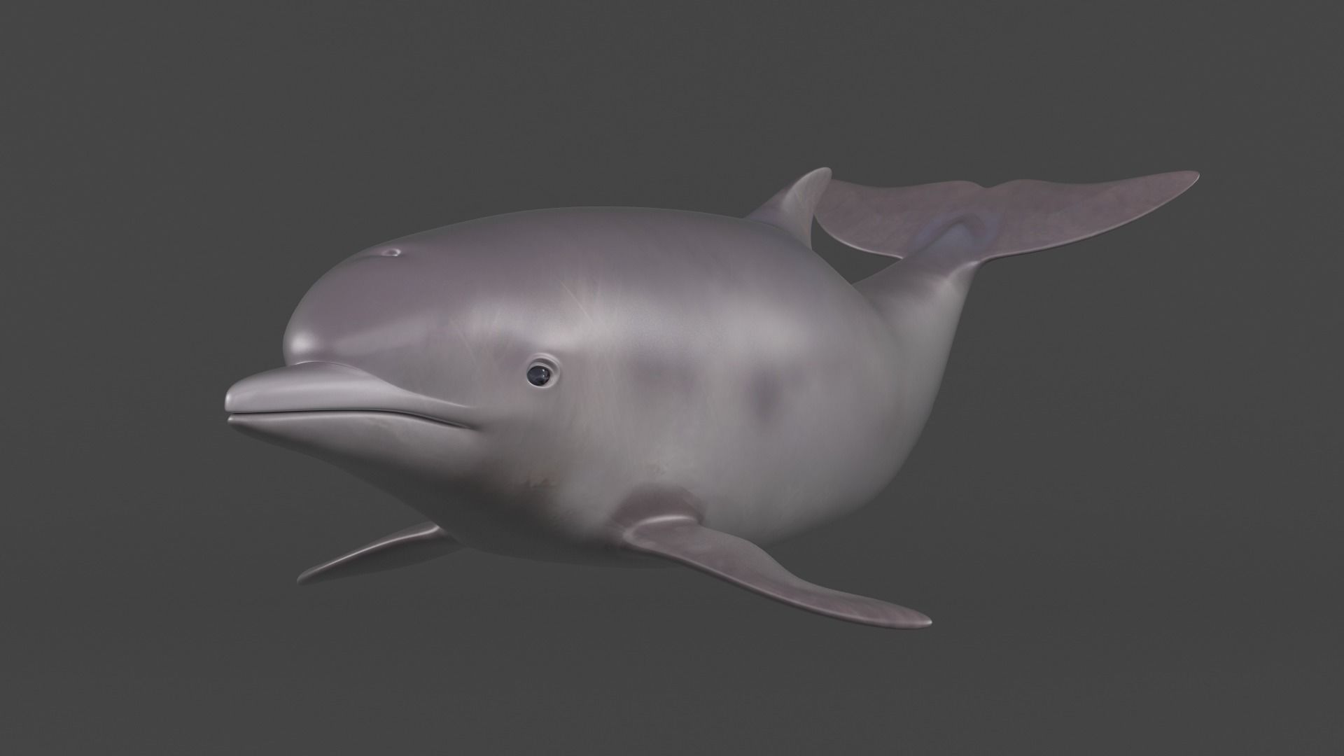 Dolphin 3D model | CGTrader