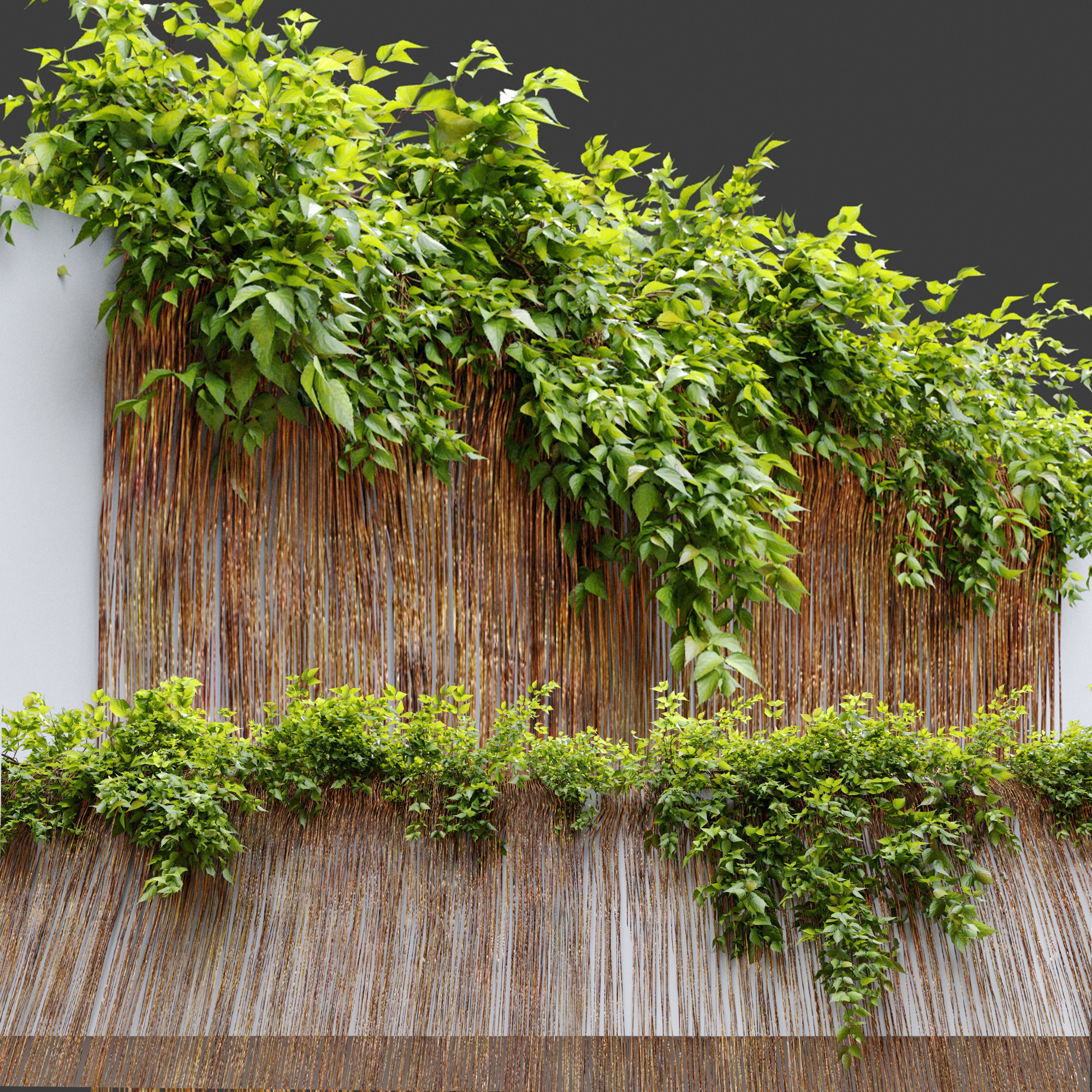 Cissus verticillata 3D model | CGTrader