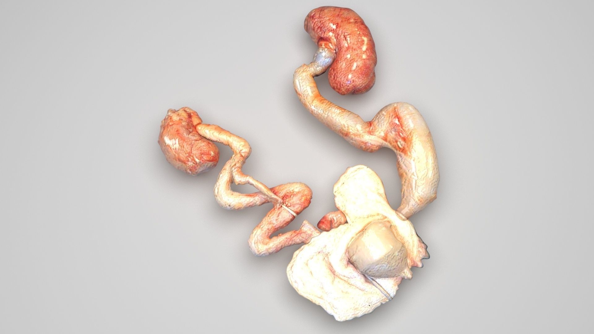 Urinary System 3D model | CGTrader