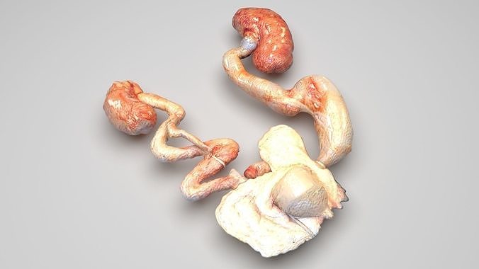 Urinary System 3D model | CGTrader