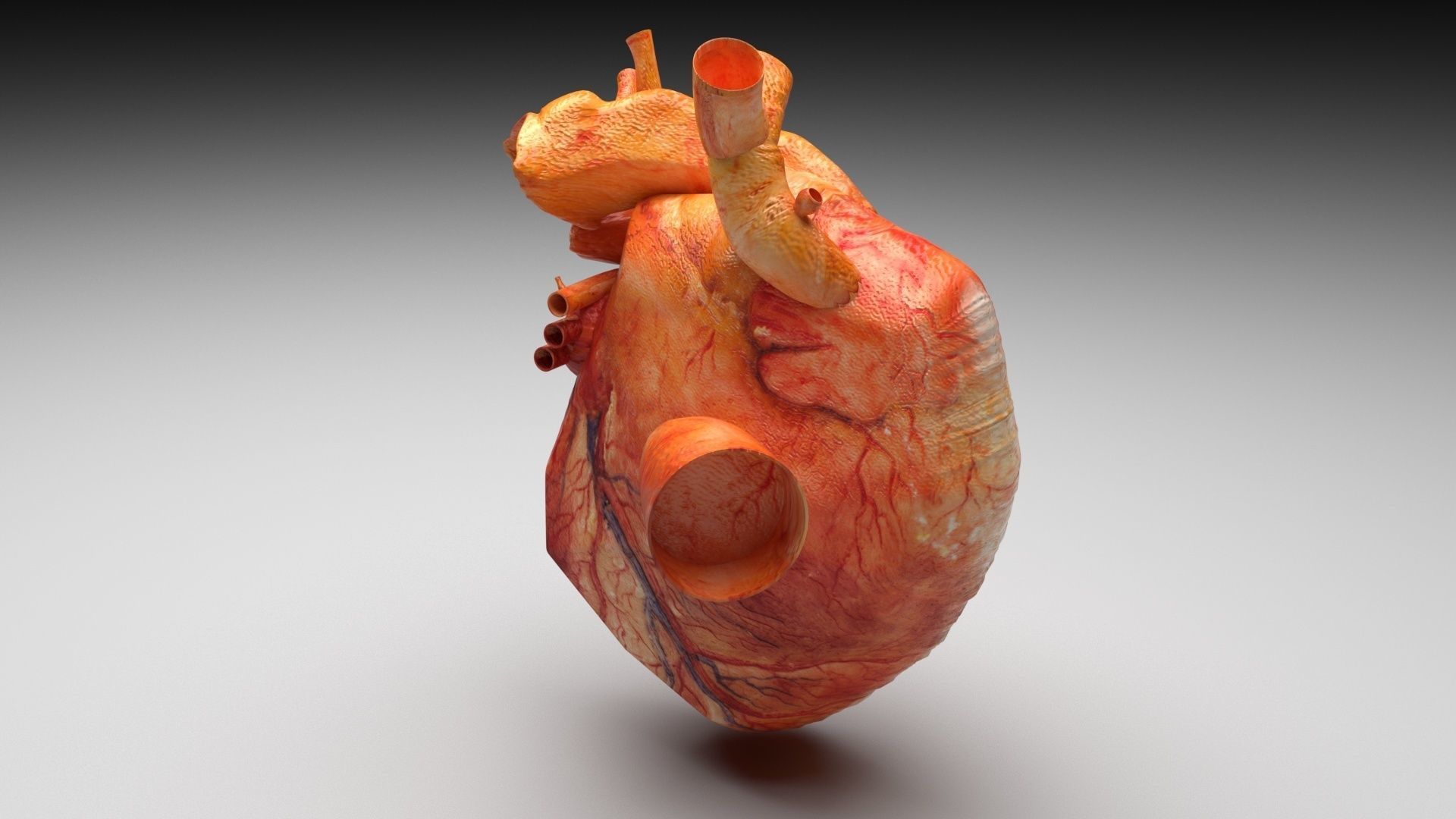 Human Heart 3D model | CGTrader