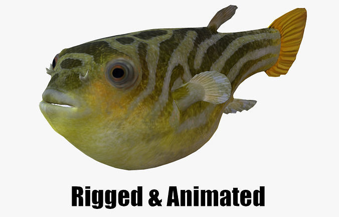 animated pufferfish blowfish puffer 3D model animated rigged | CGTrader