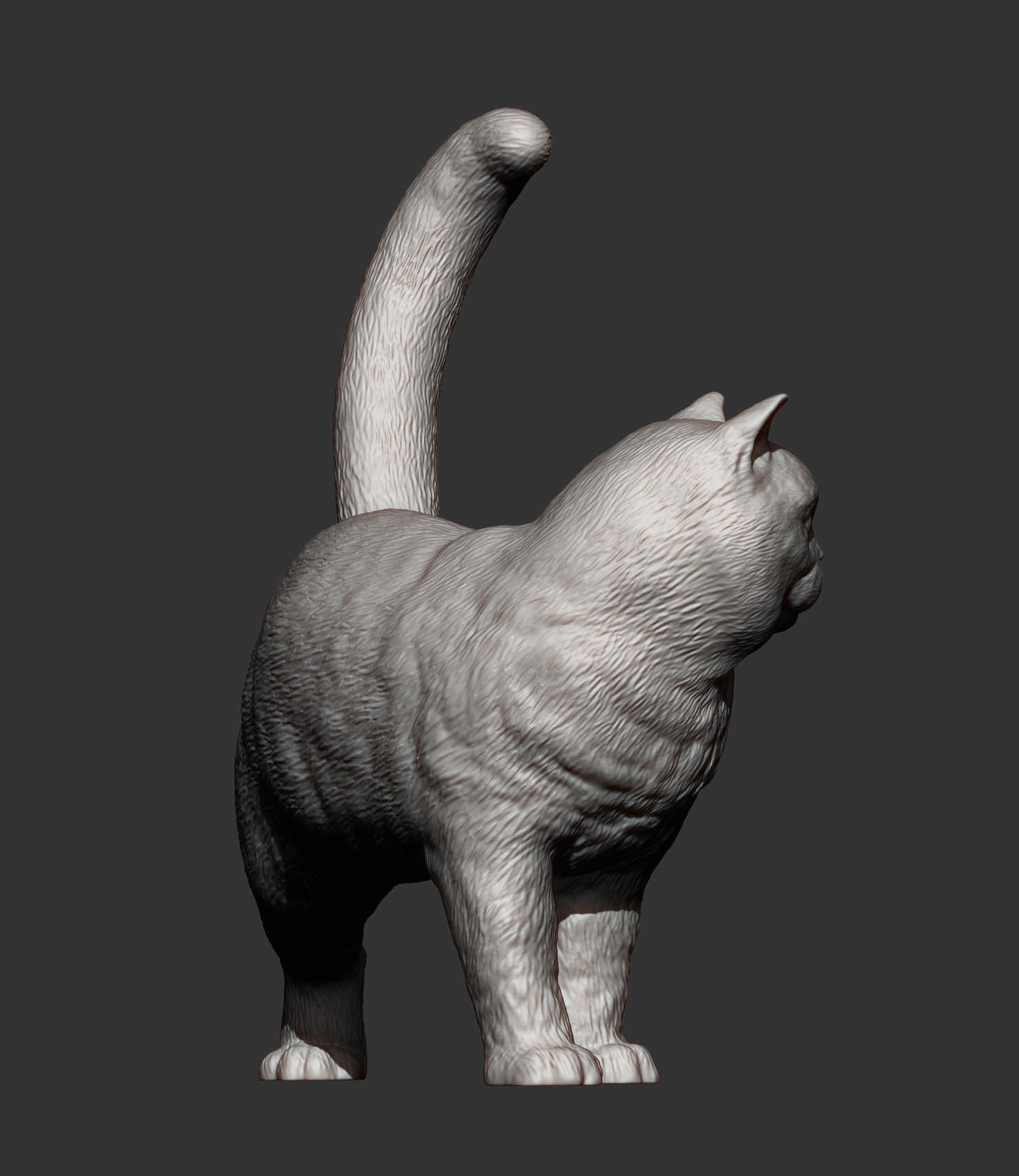 british shorthair cat 3D model 3D printable | CGTrader