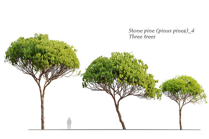 Stone pine 04 3D model | CGTrader