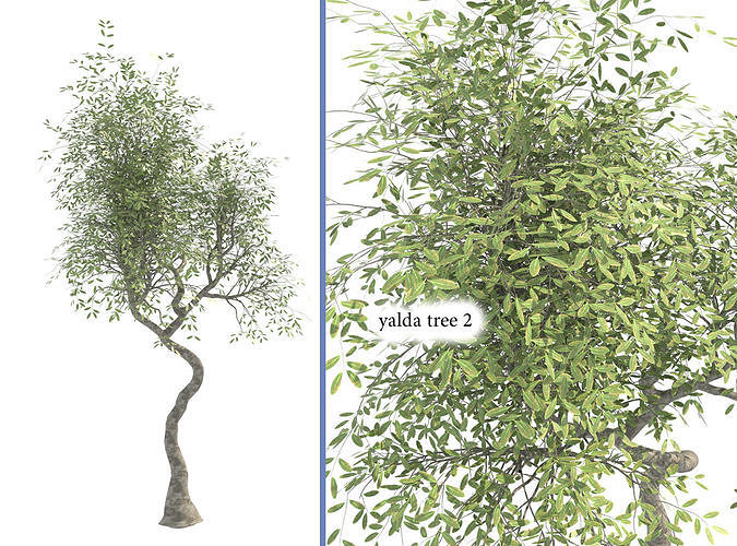 yalda tree 2 free 3D model | CGTrader