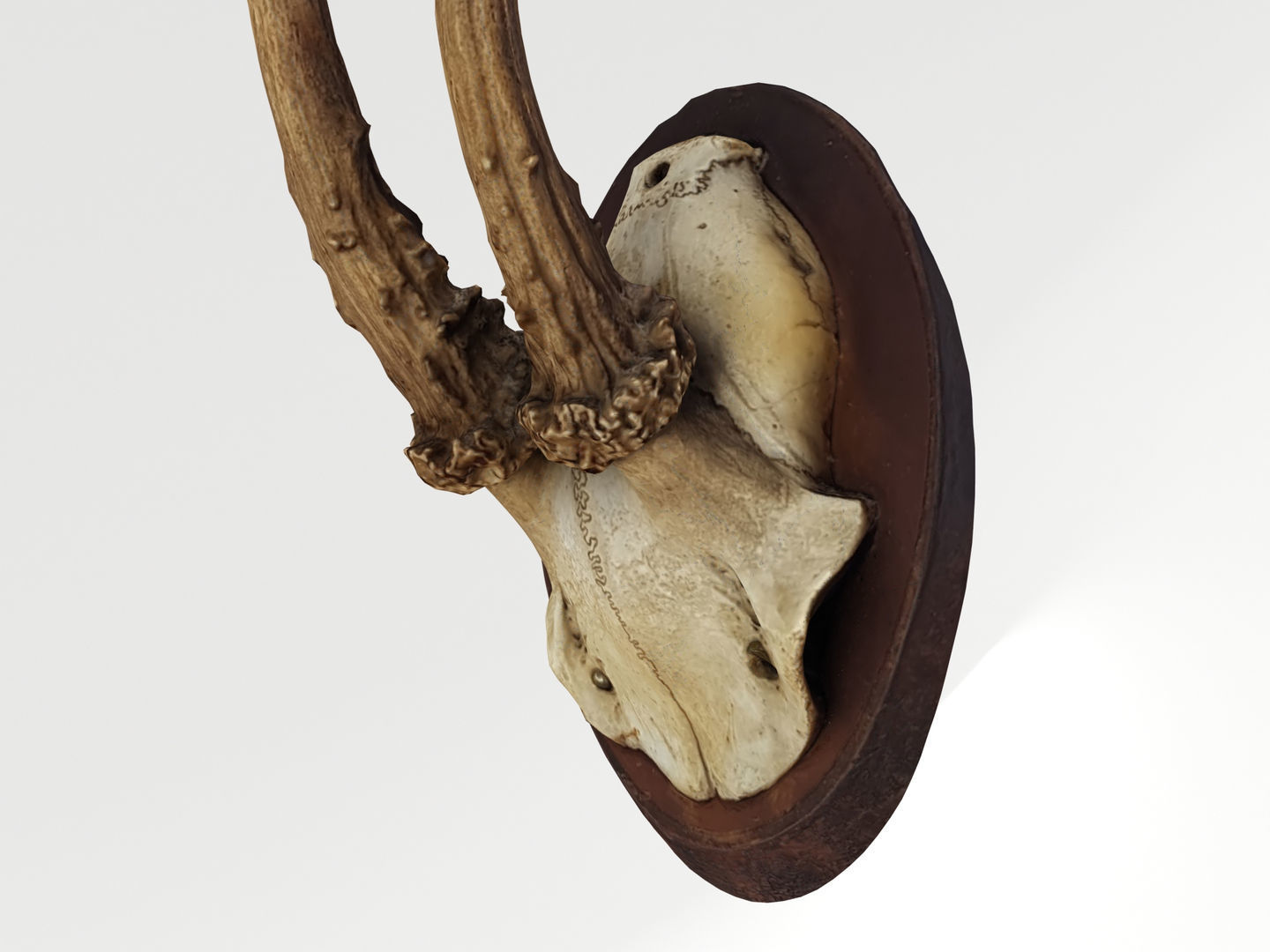 Deer Antler Collection 3D model | CGTrader