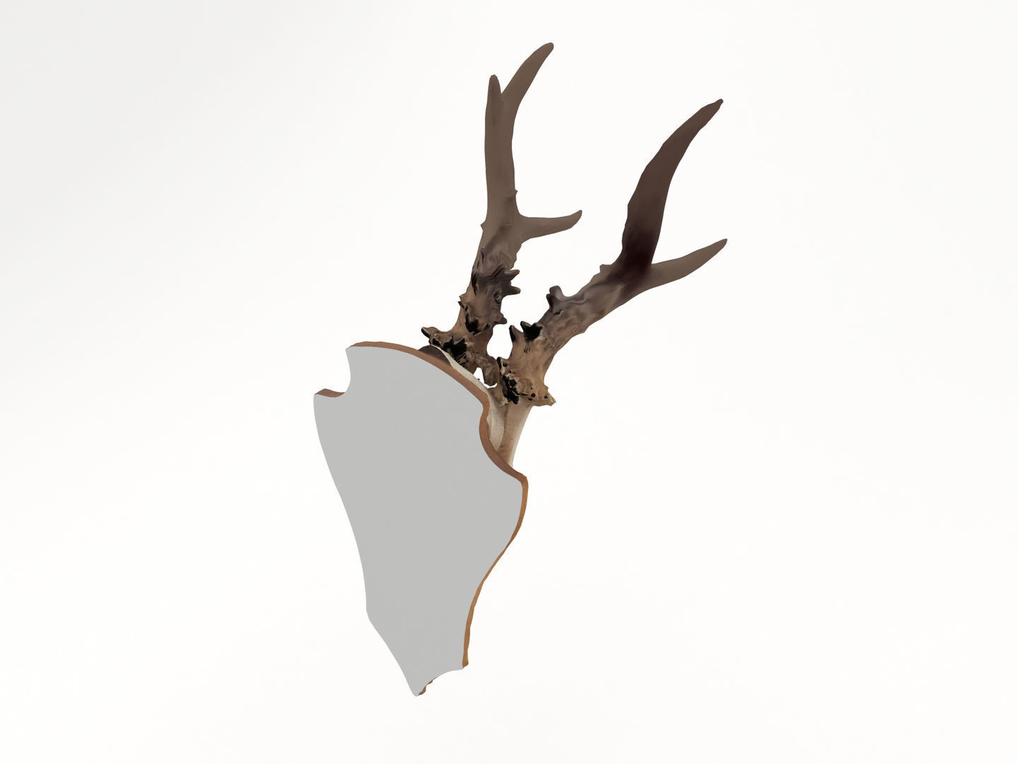 Deer Antler Collection 3D model | CGTrader