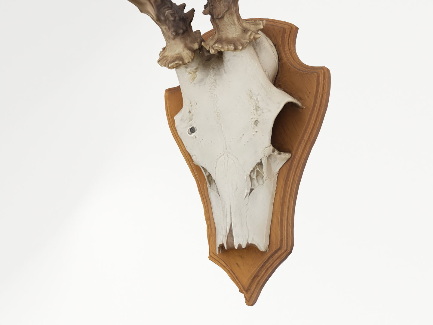Deer Antler Collection 3D model | CGTrader