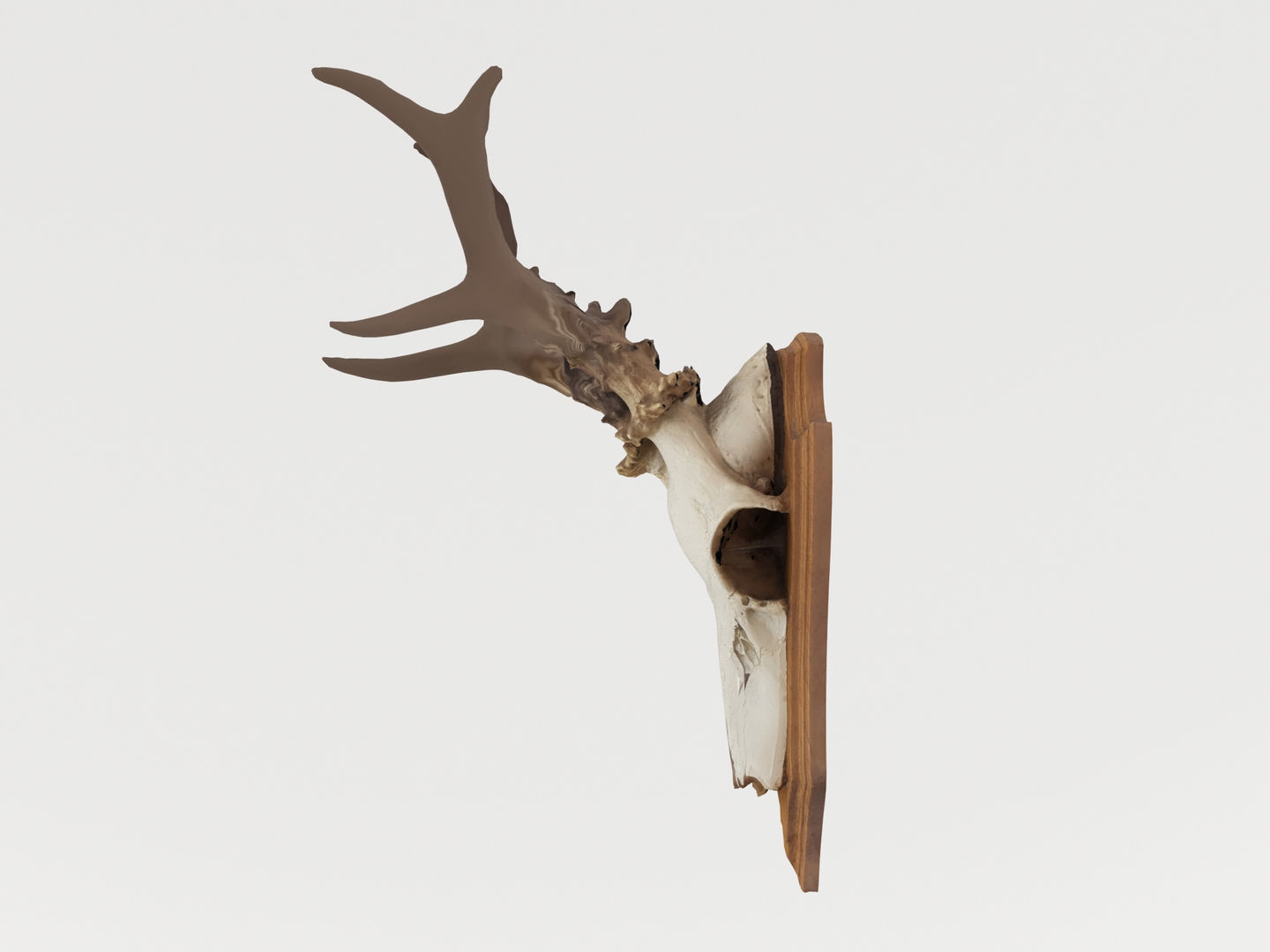 Deer Antler Collection 3D model | CGTrader